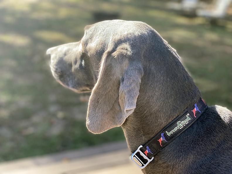 Bravefriend "Grateful Dog" Recycled Bicycle Tire Dog Collar ...
